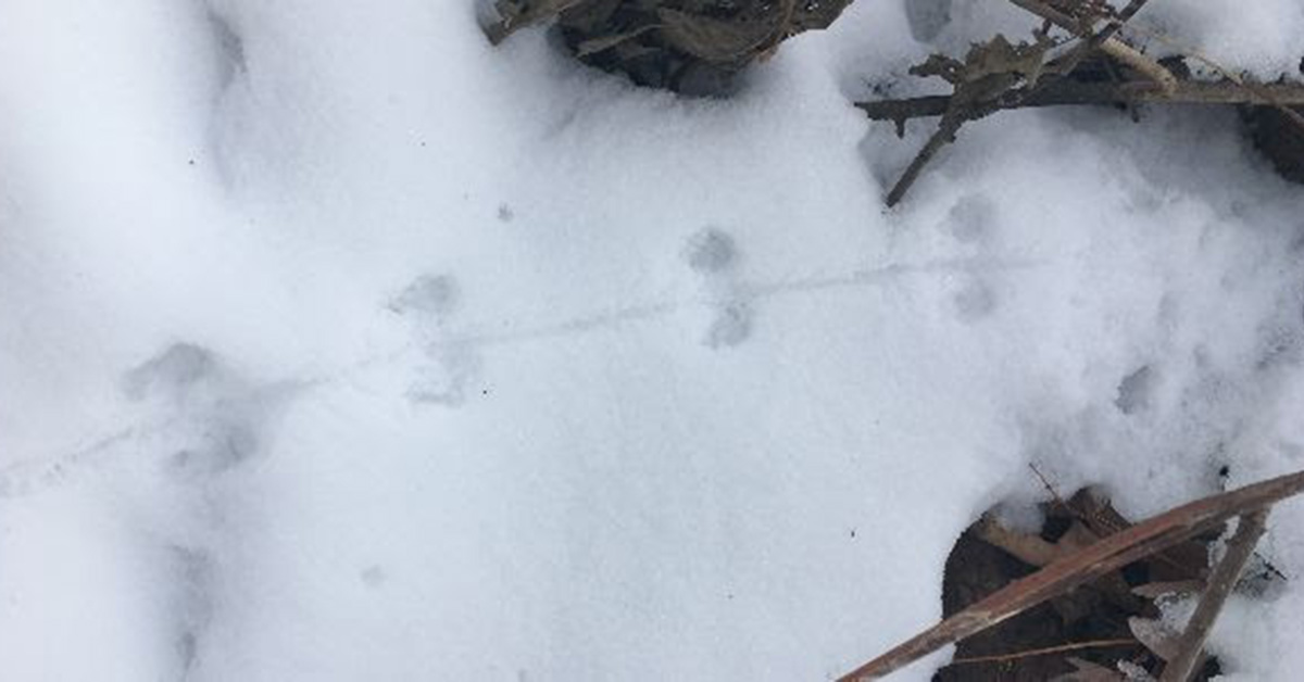 Animal Track Patterns - Aldo Leopold Nature Center