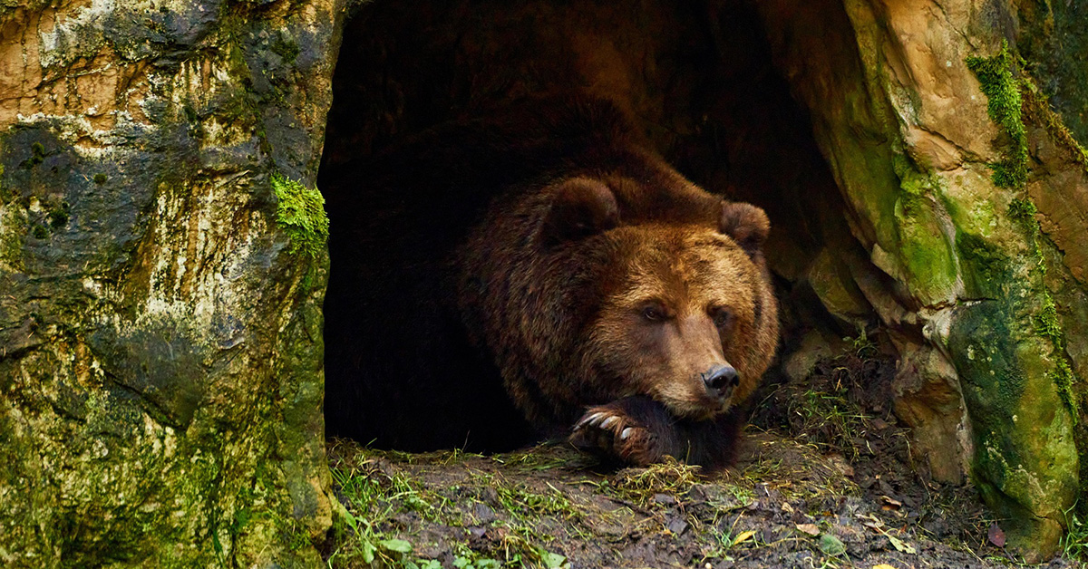 Hibernation, Torpor, Brumation, and Diapause Explained - Aldo Leopold ...