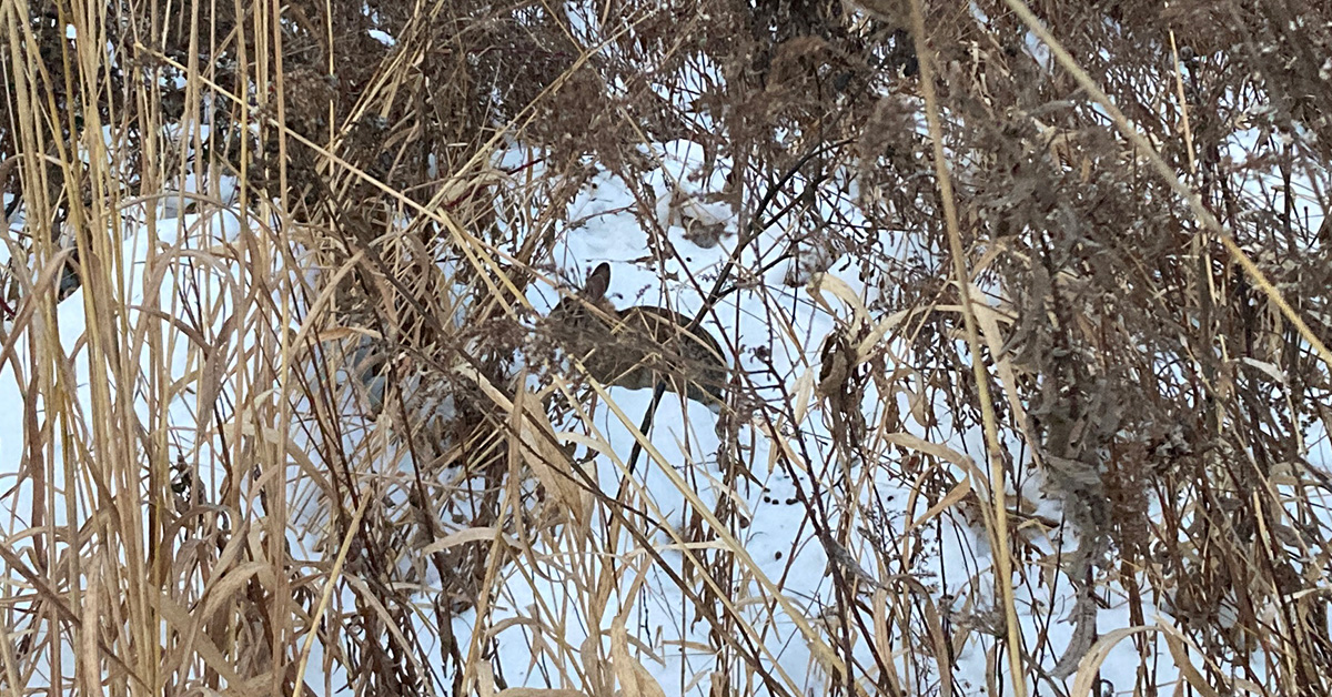 Eastern Cottontails - Aldo Leopold Nature Center