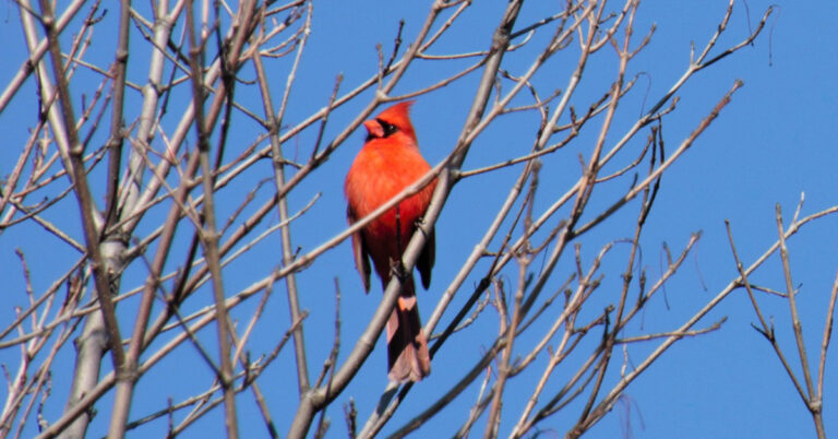Northern Cardinals - Aldo Leopold Nature Center